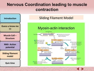 Muscle contraction | PPTX