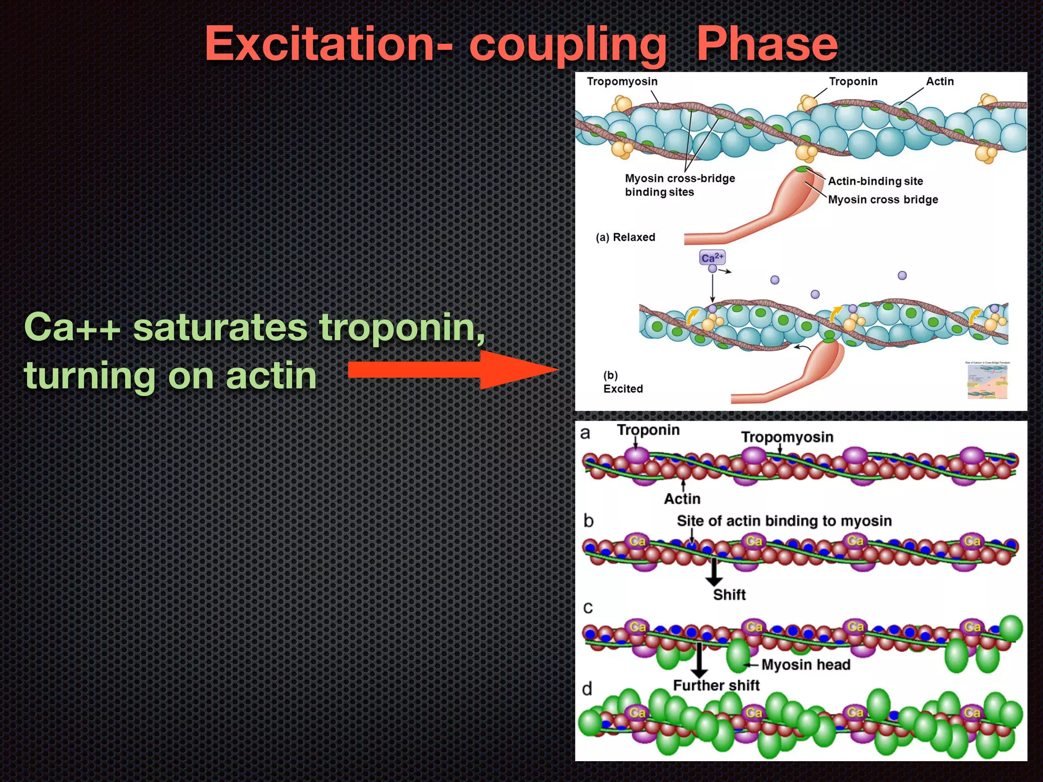 Exercise Physiology Muscle contraction Phases | PDF