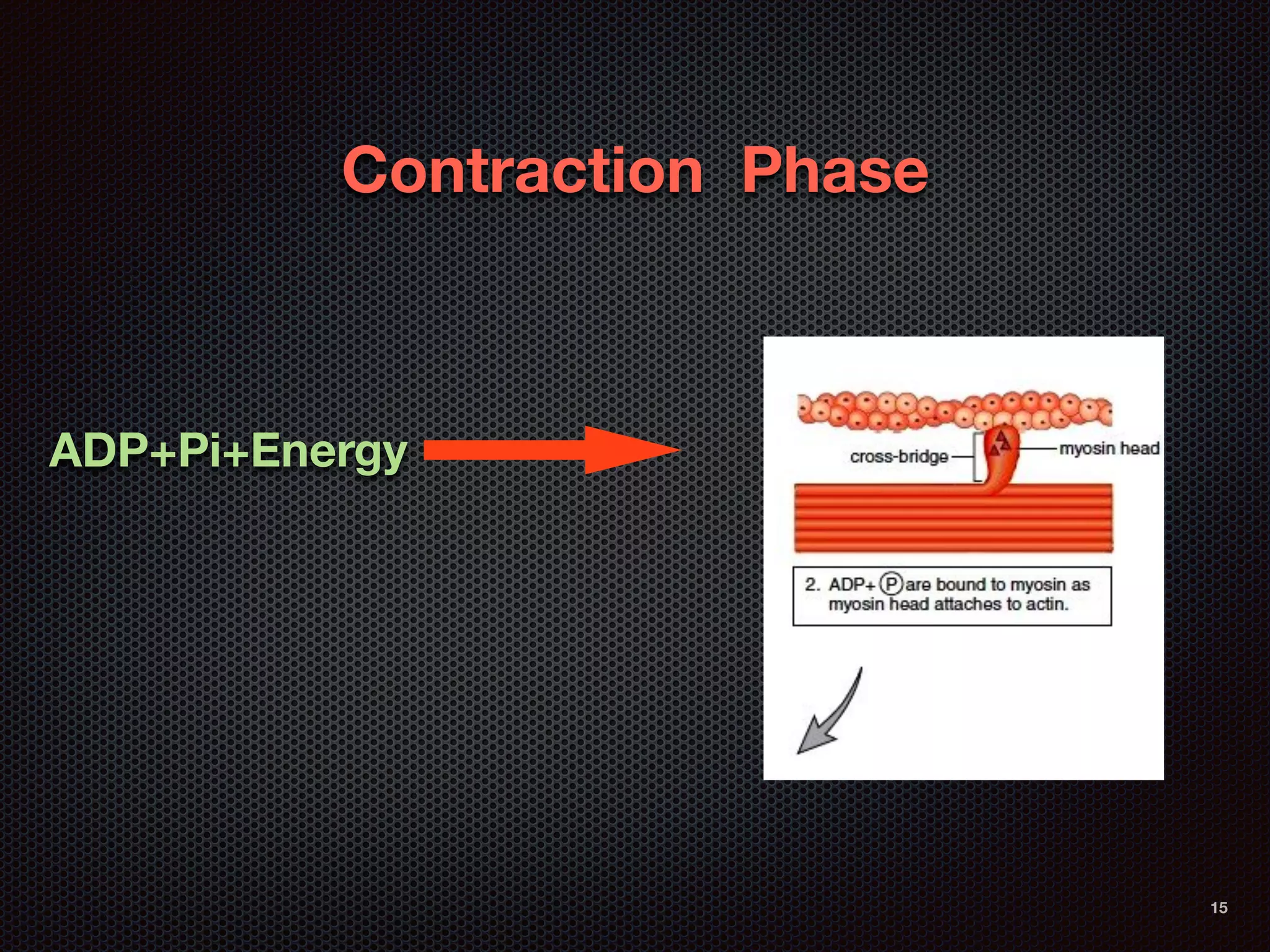 Exercise Physiology Muscle contraction Phases | PDF