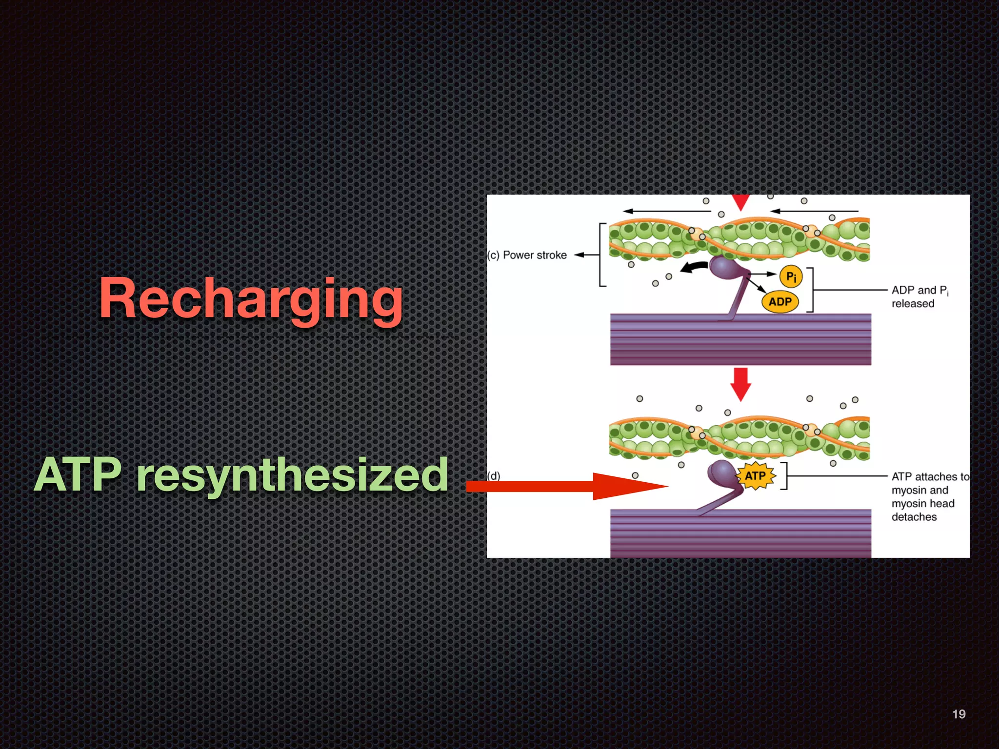 Exercise Physiology Muscle contraction Phases | PDF