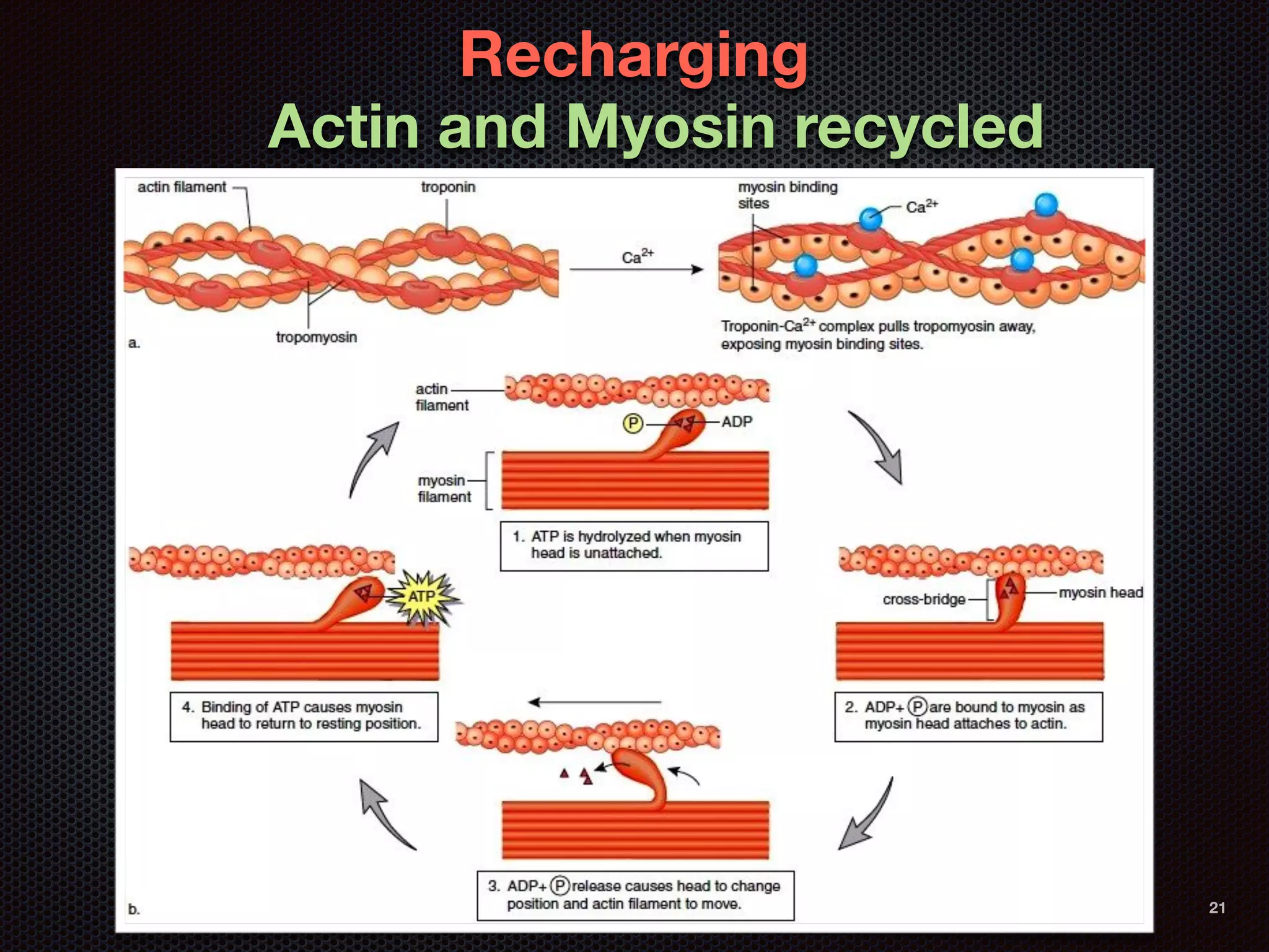 Exercise Physiology Muscle contraction Phases | PDF