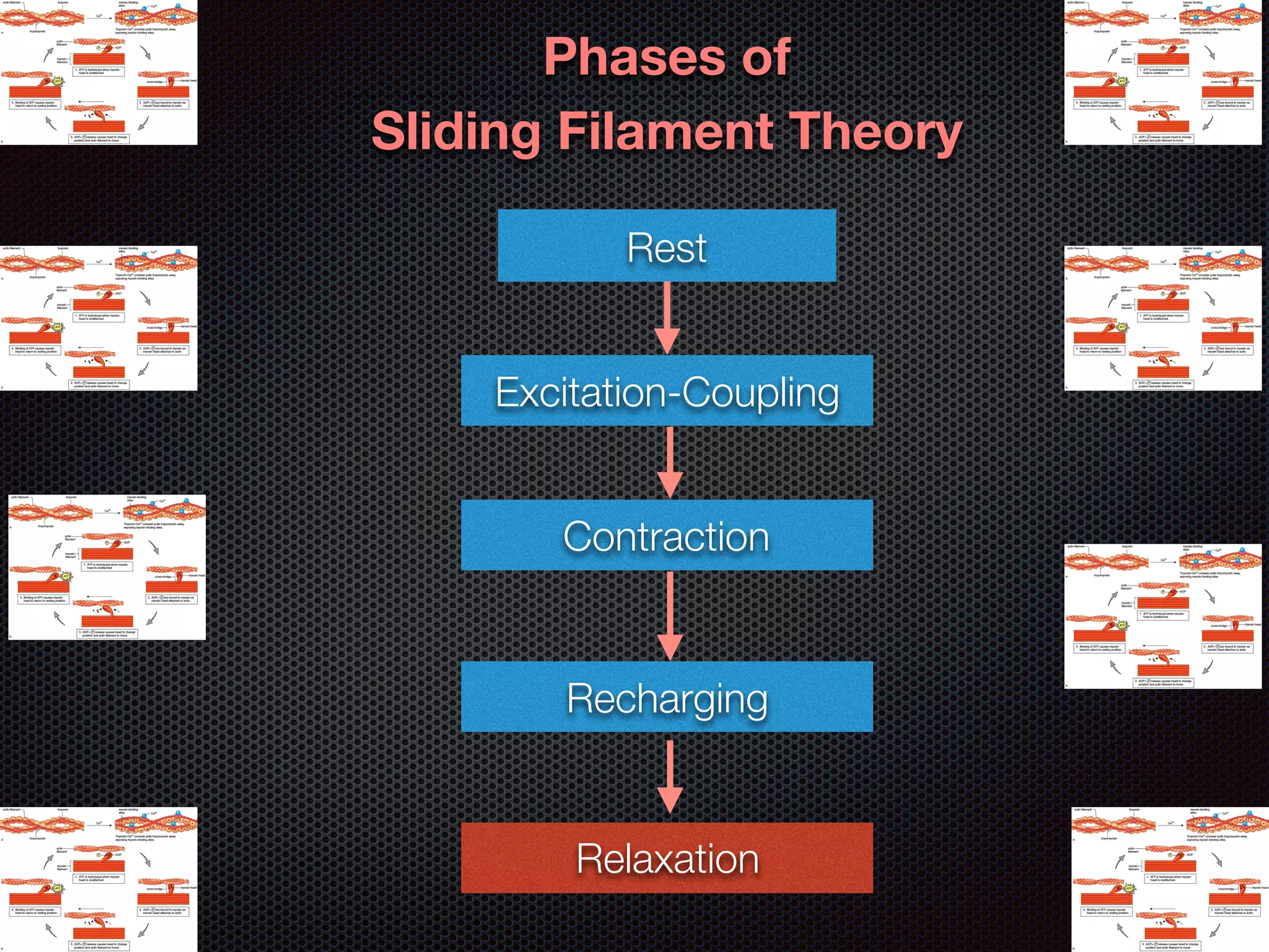 Exercise Physiology Muscle contraction Phases | PDF