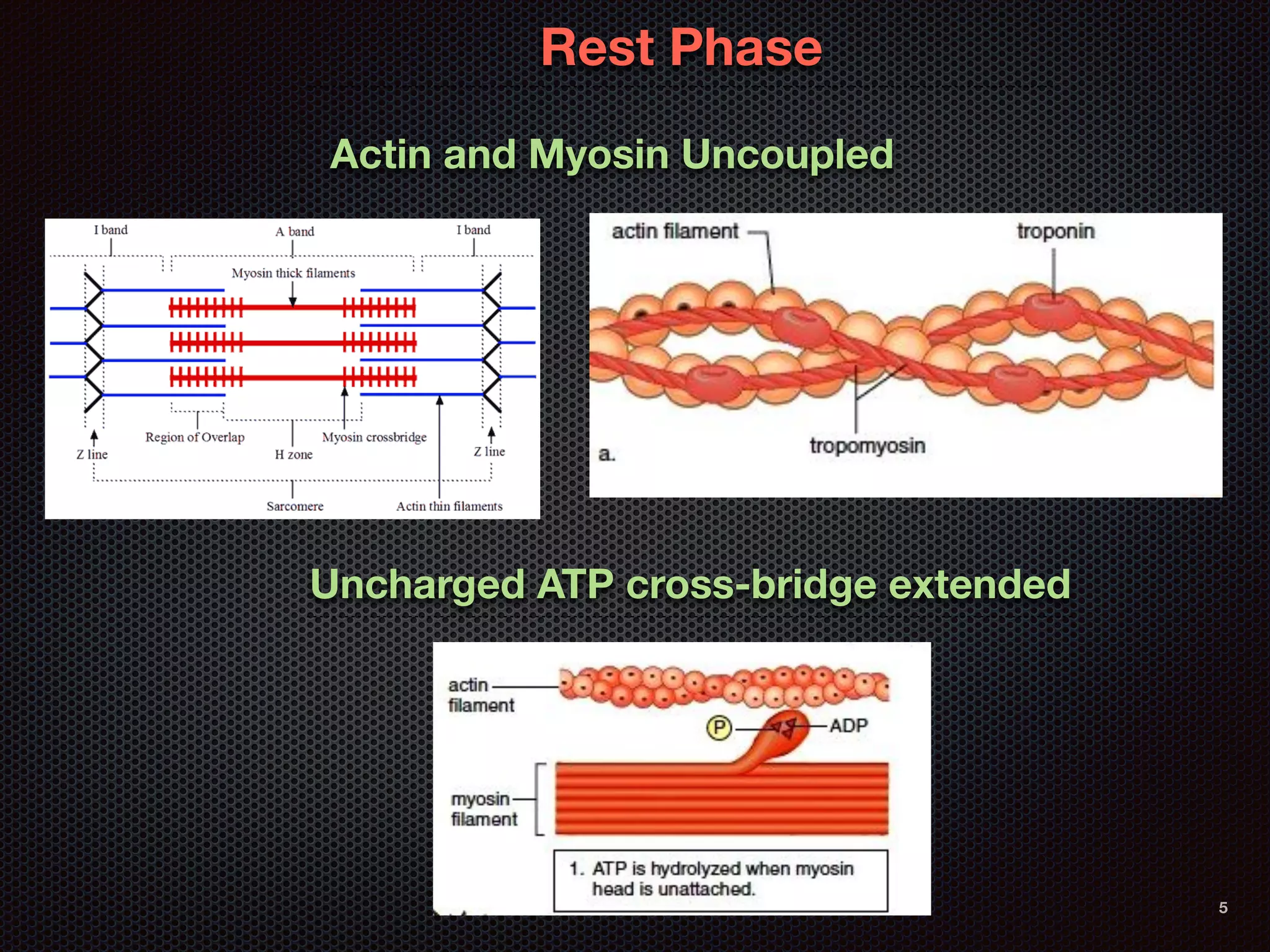 Exercise Physiology Muscle contraction Phases | PDF