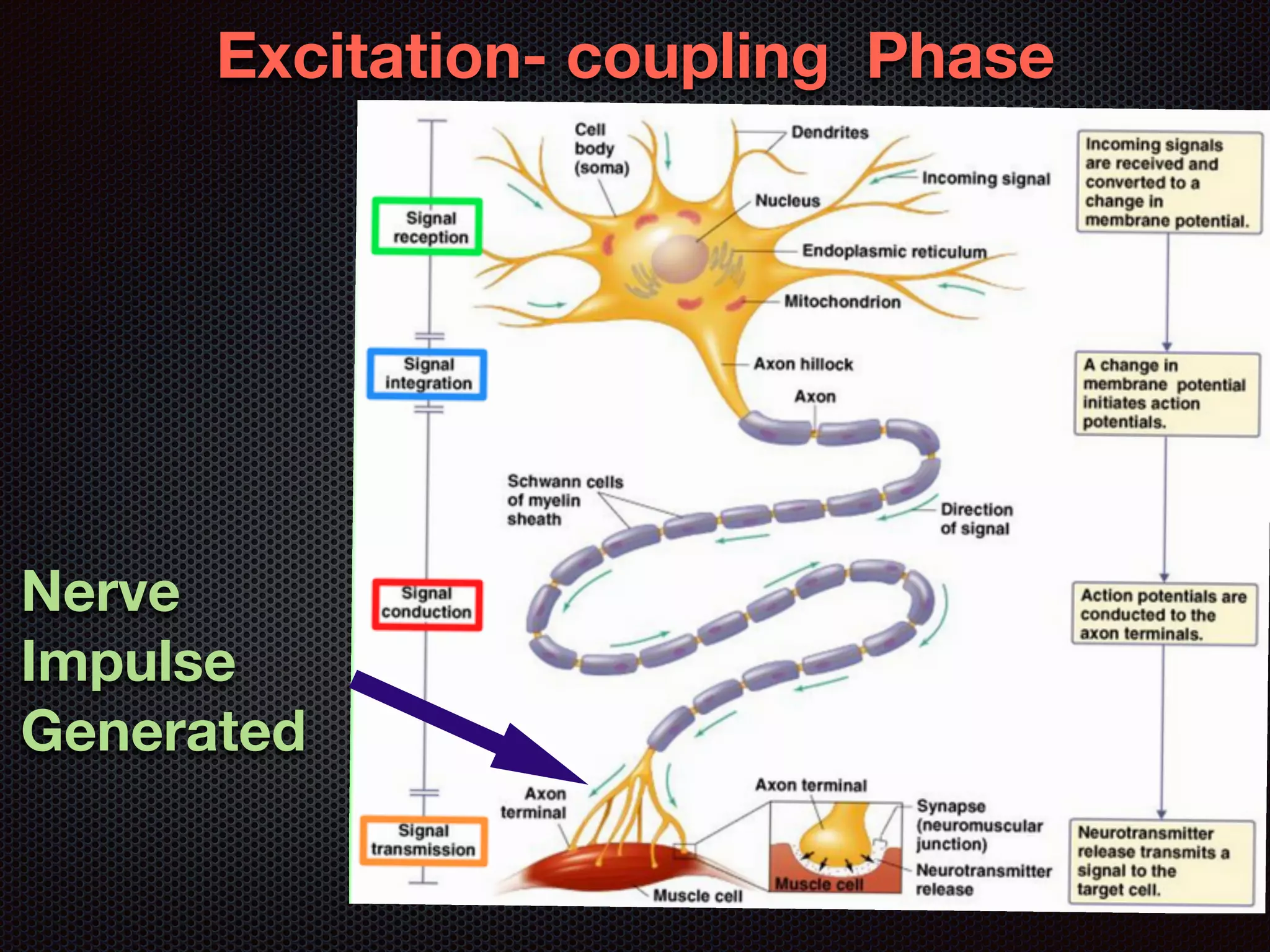 Exercise Physiology Muscle contraction Phases | PDF