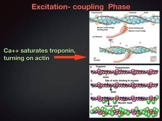 Exercise Physiology Muscle contraction Phases | PPT