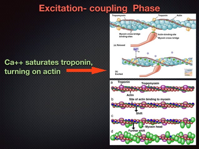 Exercise Physiology Muscle contraction Phases | PPT