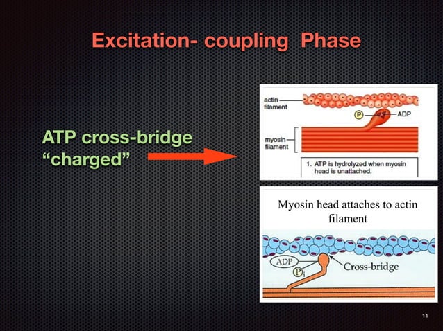 Exercise Physiology Muscle contraction Phases | PPT