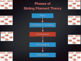 Exercise Physiology Muscle contraction Phases | PPT