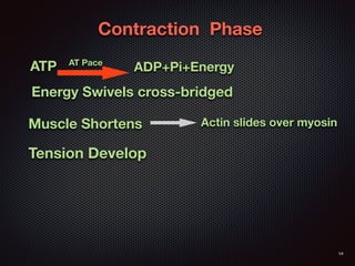 Exercise Physiology Muscle contraction Phases | PPT