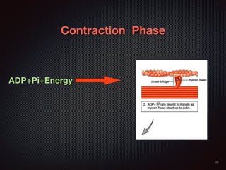 Exercise Physiology Muscle contraction Phases | PPT