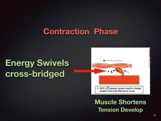 Exercise Physiology Muscle contraction Phases | PPT