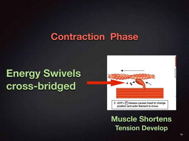 Exercise Physiology Muscle contraction Phases | PPT