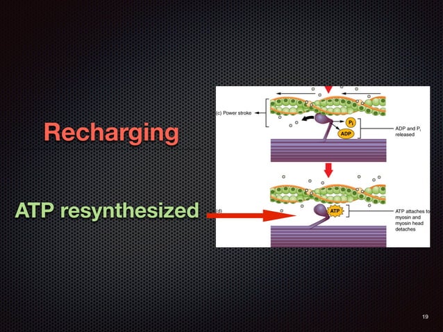 Exercise Physiology Muscle contraction Phases | PPT