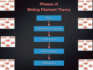 Exercise Physiology Muscle contraction Phases | PPT