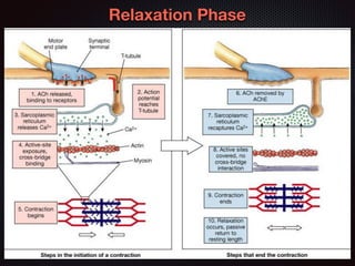 Exercise Physiology Muscle contraction Phases | PPT