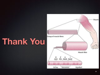 Exercise Physiology Muscle contraction Phases | PPT