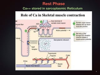 Exercise Physiology Muscle contraction Phases | PPT
