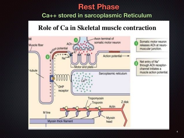 Exercise Physiology Muscle contraction Phases | PPT