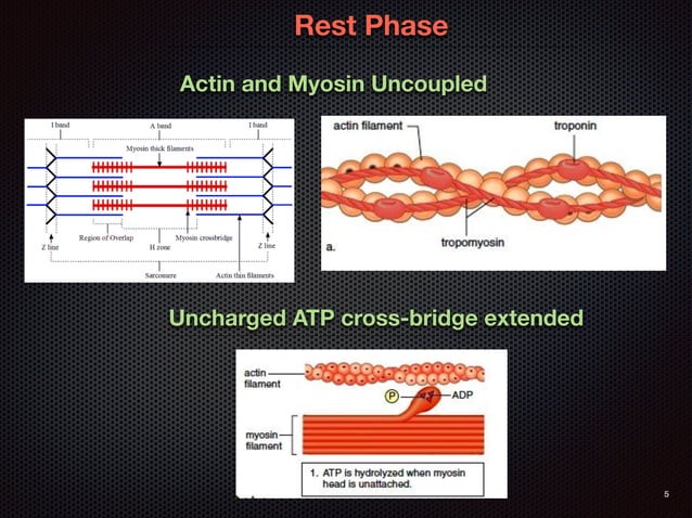 Exercise Physiology Muscle contraction Phases | PPT