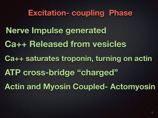 Exercise Physiology Muscle contraction Phases | PDF