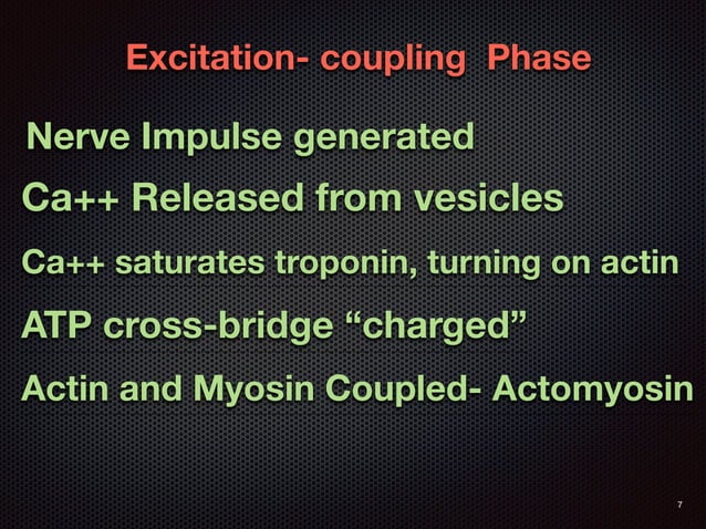 Exercise Physiology Muscle contraction Phases | PPT