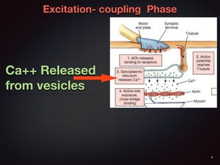 Exercise Physiology Muscle contraction Phases | PDF
