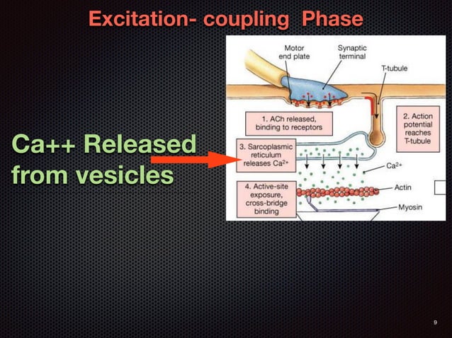 Exercise Physiology Muscle contraction Phases | PPT