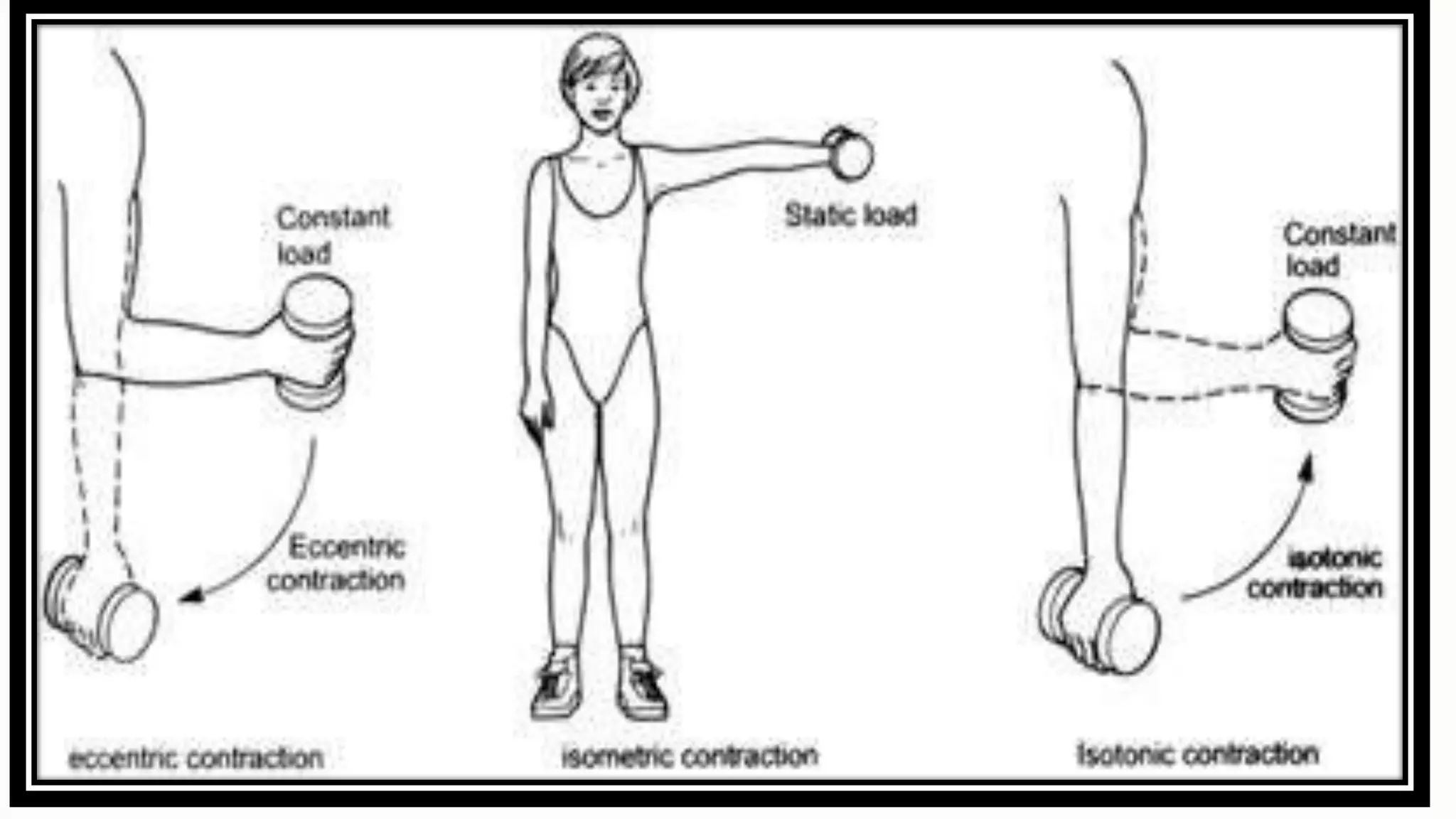 Muscle Contraction | PPTX