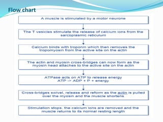 Muscle contraction | PPTX