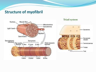 Muscle contraction | PPTX | Biological Sciences | Science