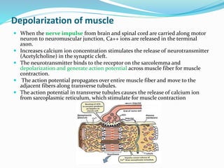 Muscle contraction | PPTX | Biological Sciences | Science