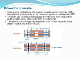 Muscle contraction | PPTX
