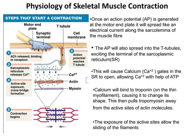 muscle contraction.pptx