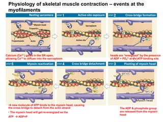 muscle contraction.pptx