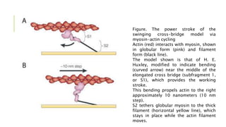 Muscle contraction.pptx