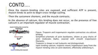 Muscle contraction.pptx