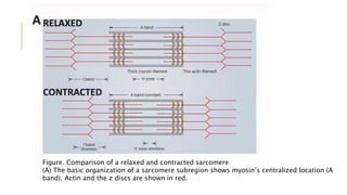 Muscle contraction.pptx
