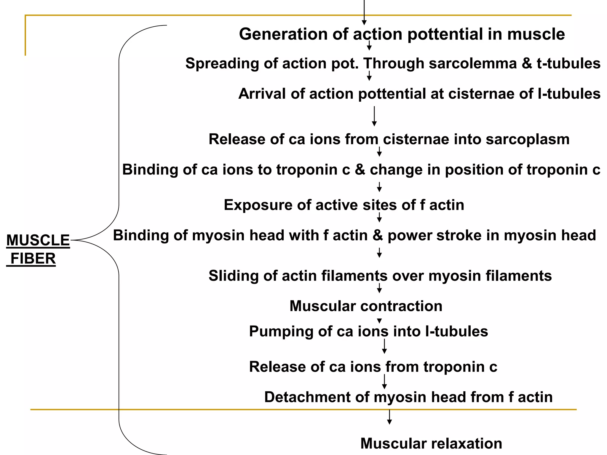 MUSCLE CONTRACTION.ppt
