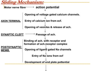 MUSCLE CONTRACTION.ppt