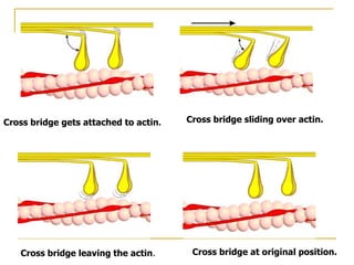 MUSCLE CONTRACTION.ppt