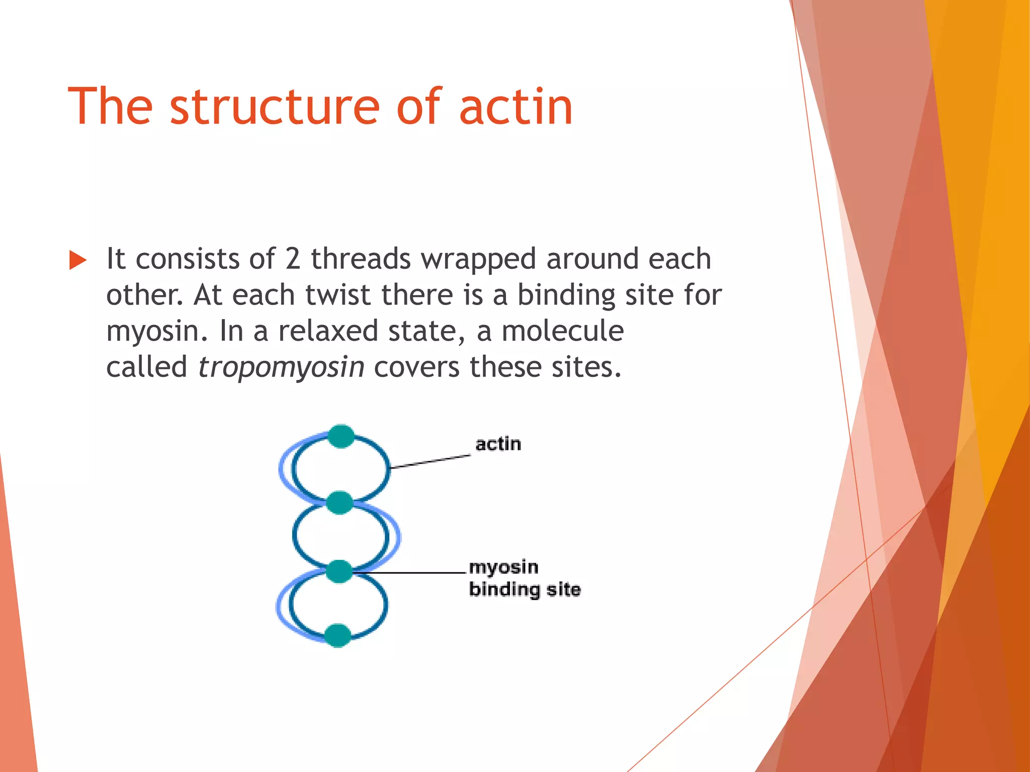 Muscle contraction.pptx