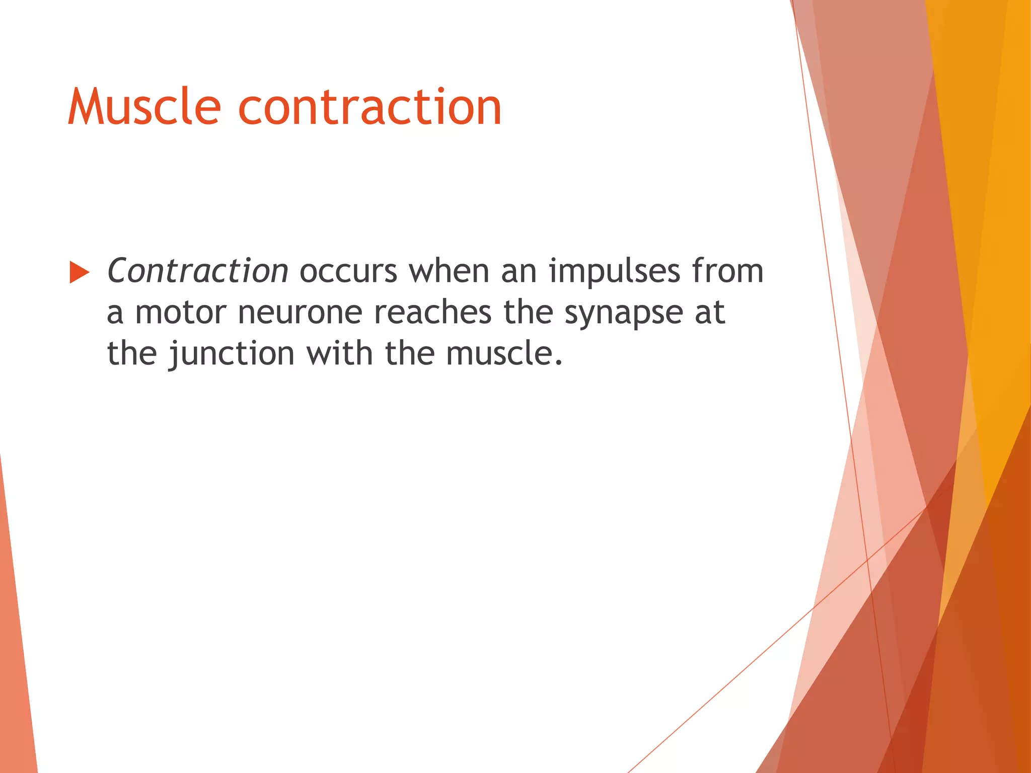 Muscle contraction.pptx