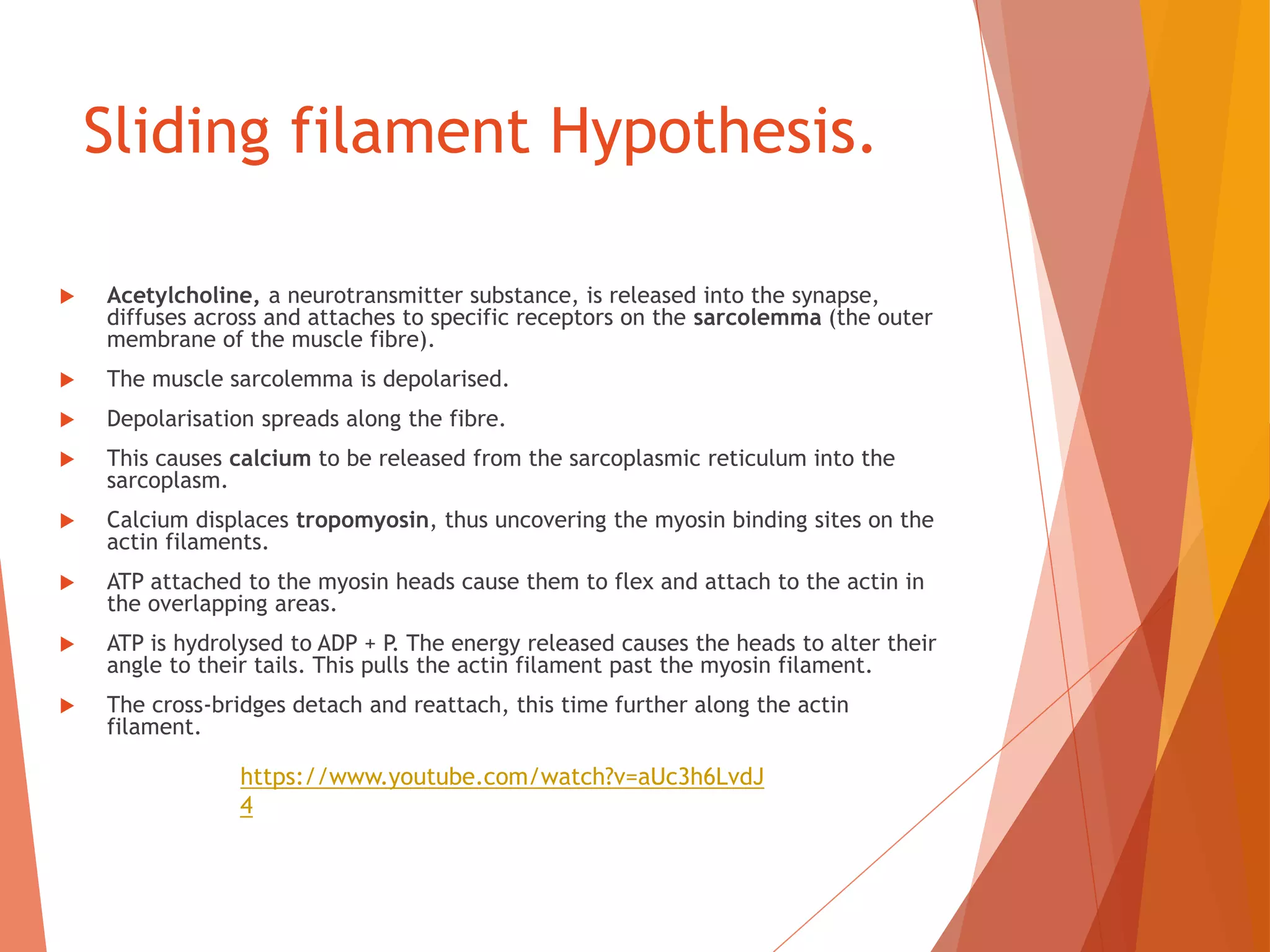 Muscle contraction.pptx