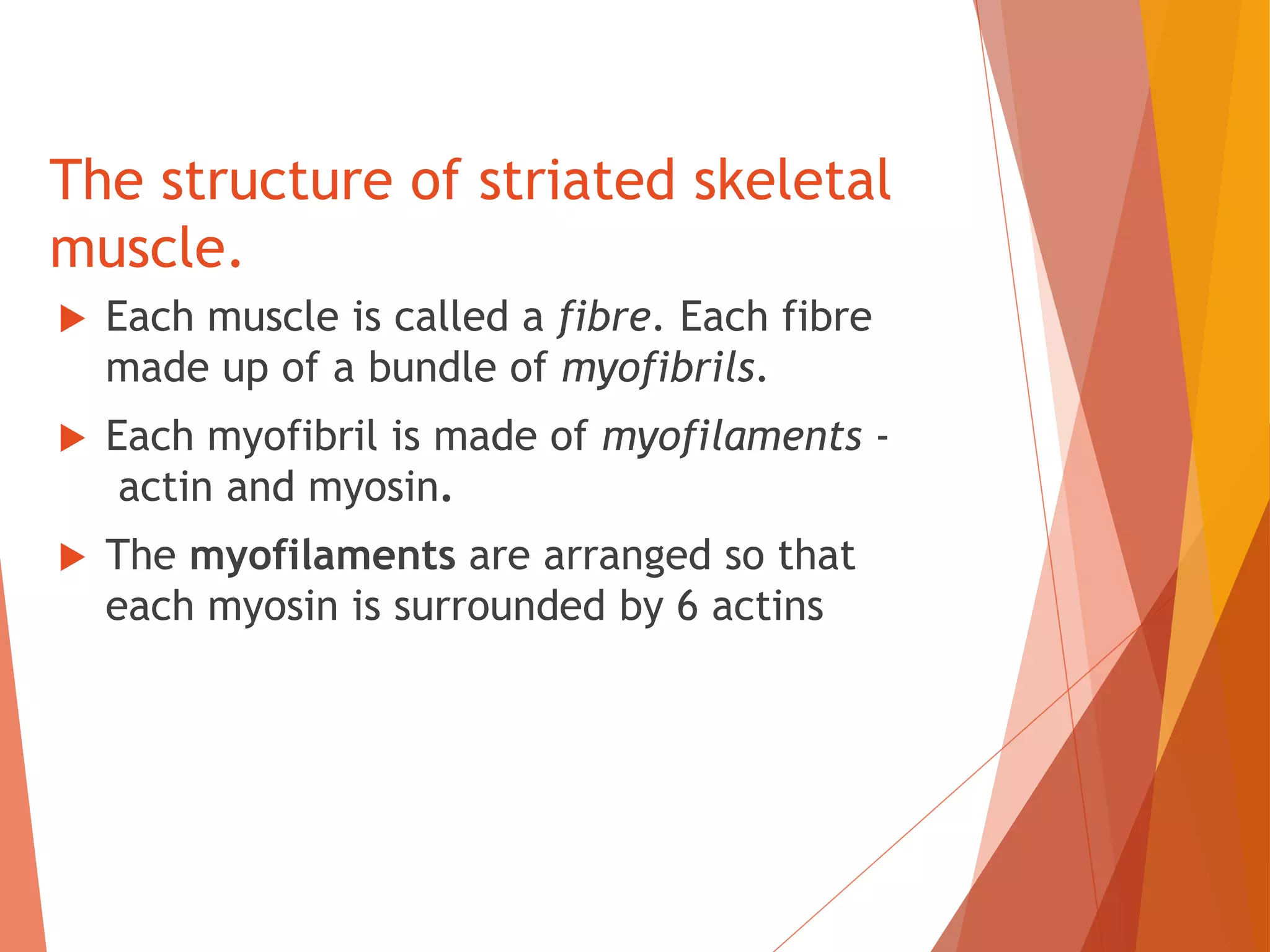 Muscle contraction.pptx