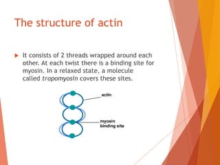 Muscle contraction.pptx