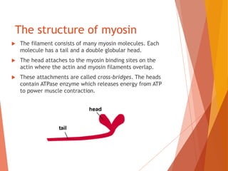 Muscle contraction.pptx