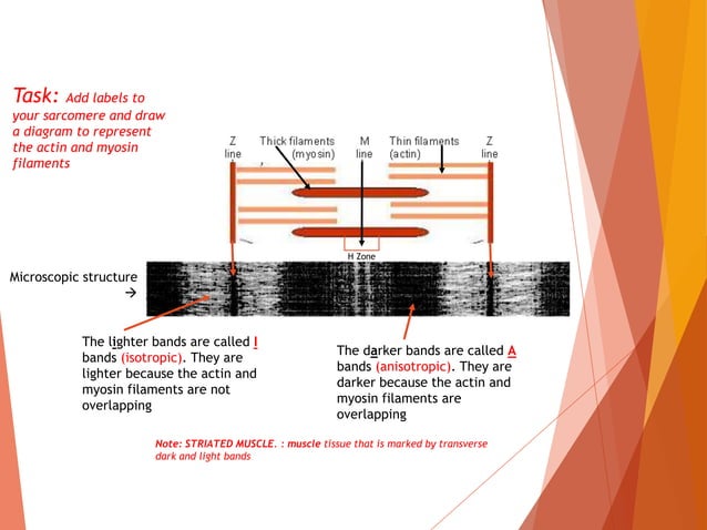 Muscle contraction.pptx