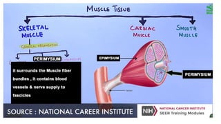 Muscle Contraction.pptx