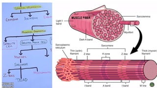 Muscle Contraction.pptx
