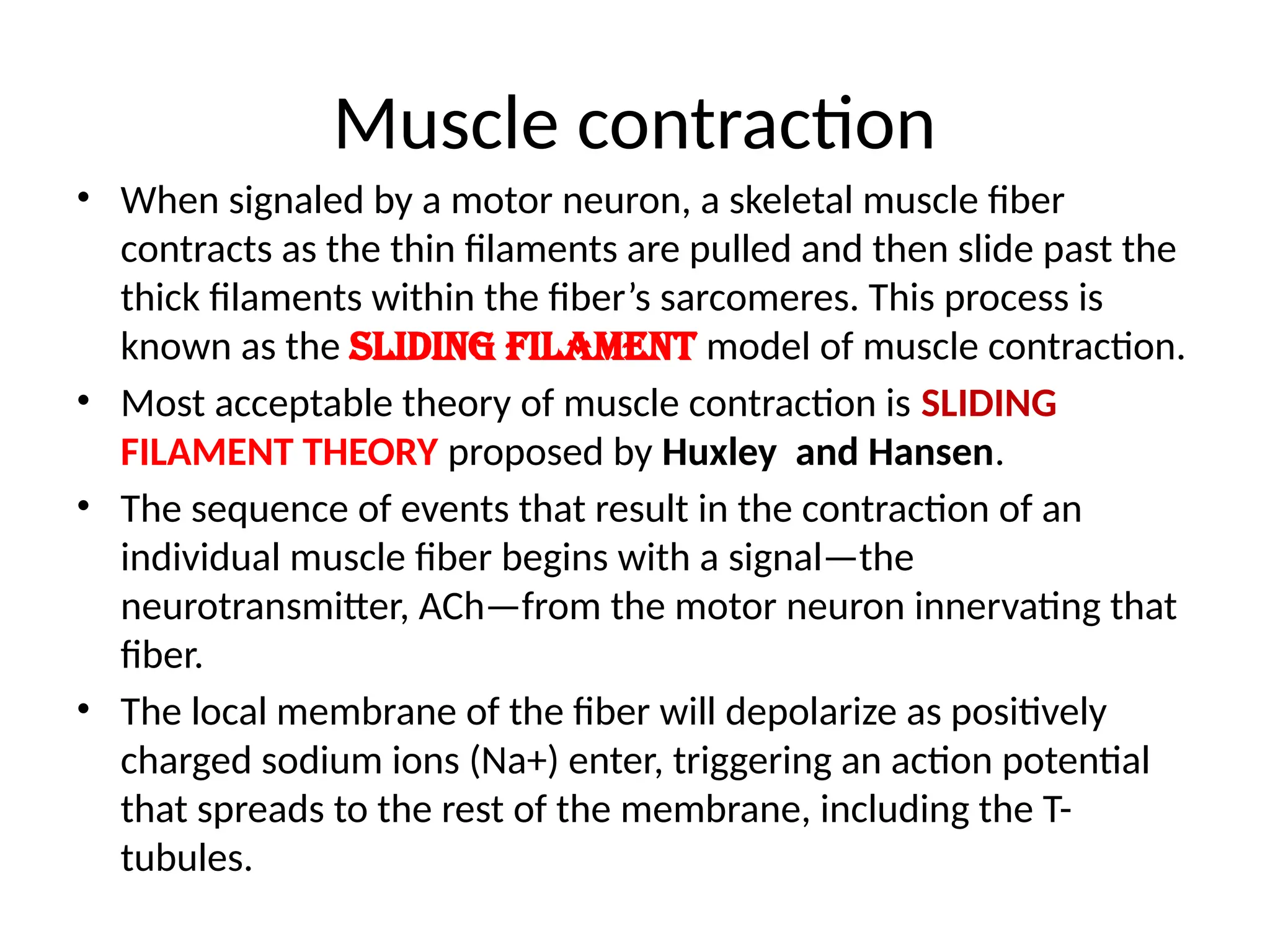 Muscle contraction easily explained..human physiology | PPTX